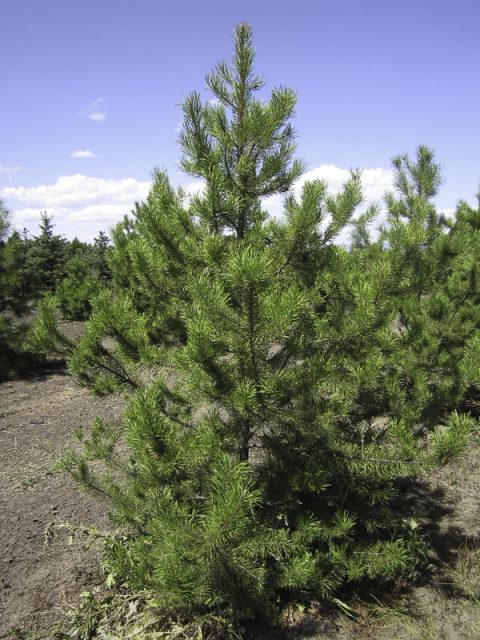 Lodgepole Pine - Four Seasons Nursery