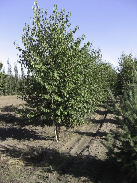 Paper Birch (Clump) - Four Seasons Nursery