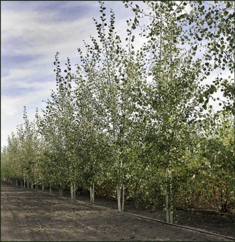 Quaking Aspen, Clump - Four Seasons Nursery