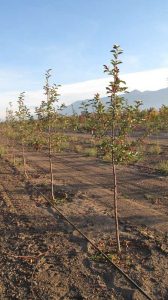 Radiant Crabapple (CVI) - Four Seasons Nursery