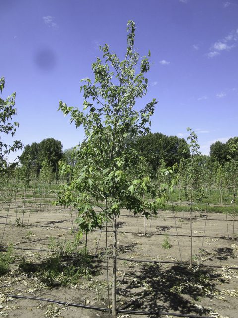 Sienna Glen Maple - Four Seasons Nursery