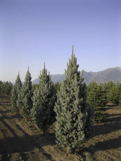 Fastigiata Spruce - Four Seasons Nursery