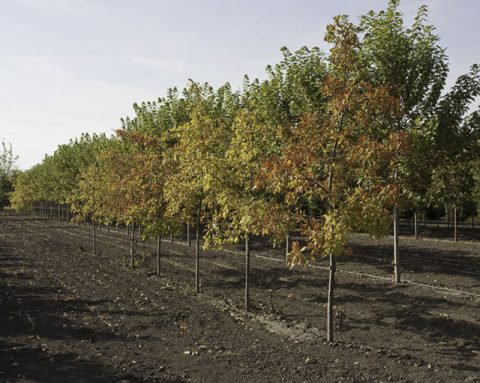 Northern Red Oak - Four Seasons Nursery