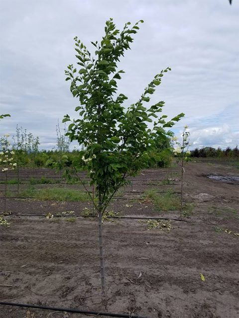 Brandon Elm - Four Seasons Nursery