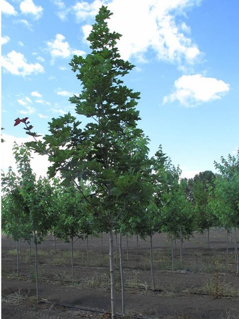 Deborah Maple - Four Seasons Nursery