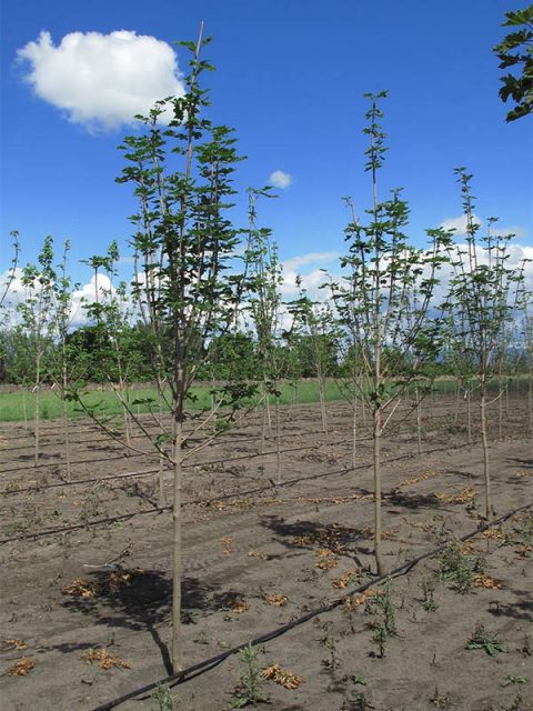 Emerald Lustre Maple - Four Seasons Nursery