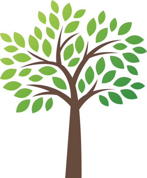Cutleaf Weeping Birch(Image to come) - Four Seasons Nursery